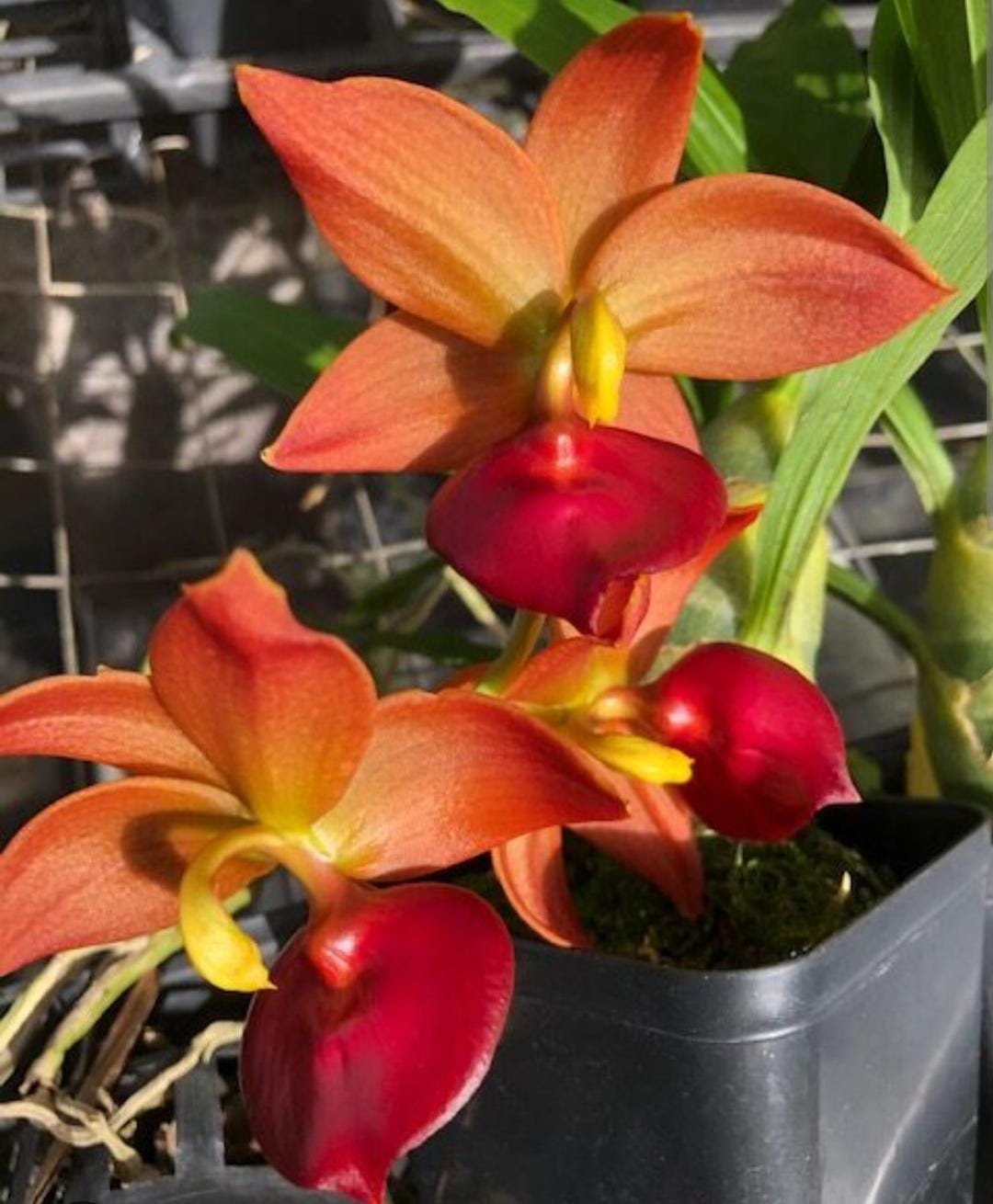 Catasetinae Alliance Cycnodes Taiwan Gold Orange Fragrant Orchid Huge ...