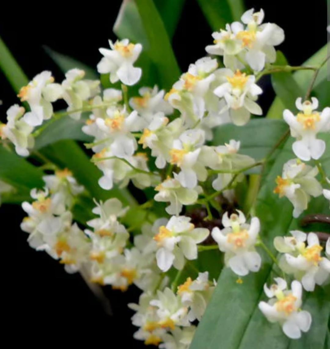 Oncidium Twinkle Fantasy Miniature Blooming Size Orchid Plant Fragrant ...