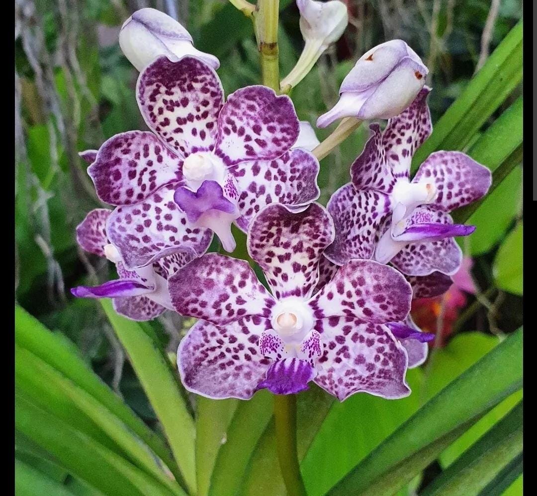 Papilionanda Kyra Green Live Hanging Vanda Orchid Plant NBS - Etsy