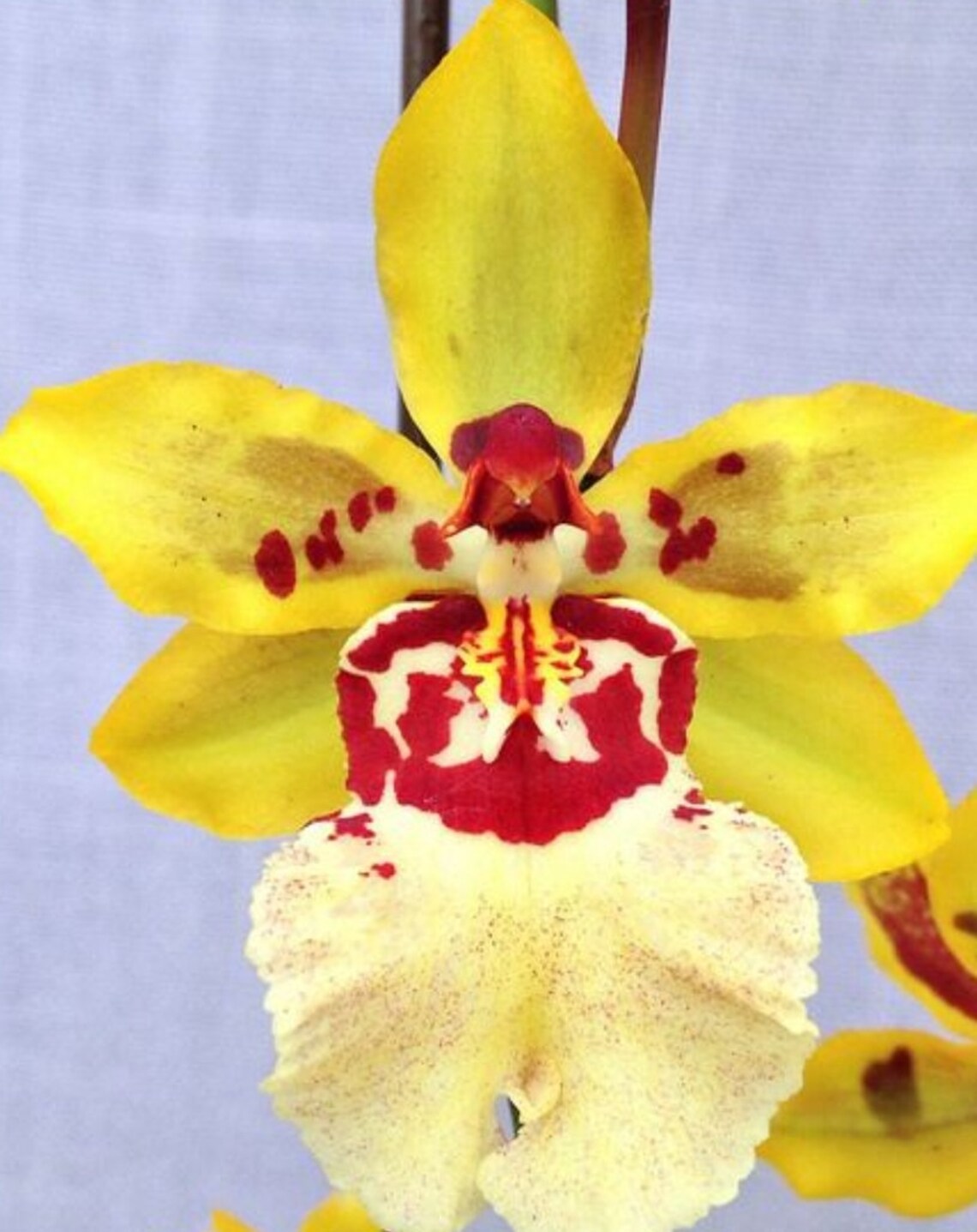 Oncidium 'wildcat' Yellow Live Orchid Blooming Size in - Etsy