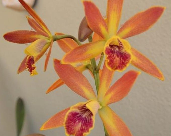 Eplc Pixie Charm Orange Live Orchid Plant Cattleya Hybrid Blooming Size ...