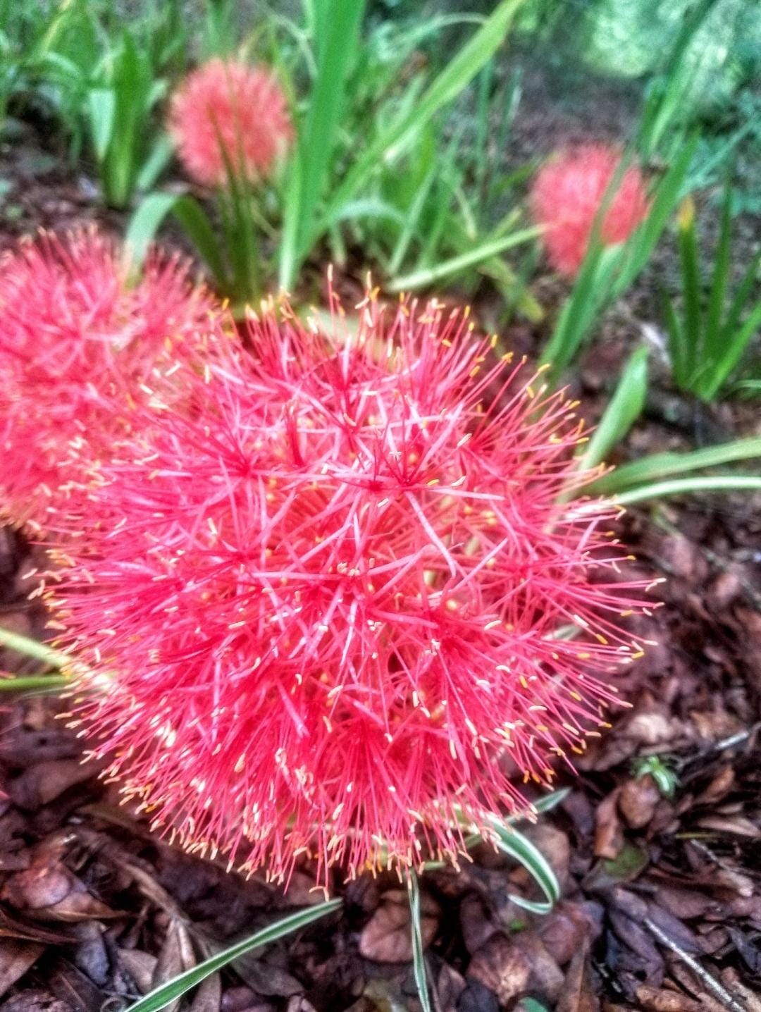 1 - African Blood Lily Haemanthus Bulb - Houseplant Red Blooms Unique ...