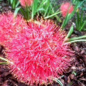 1 - African Blood Lily Haemanthus Bulb - Houseplant Red Blooms Unique ...