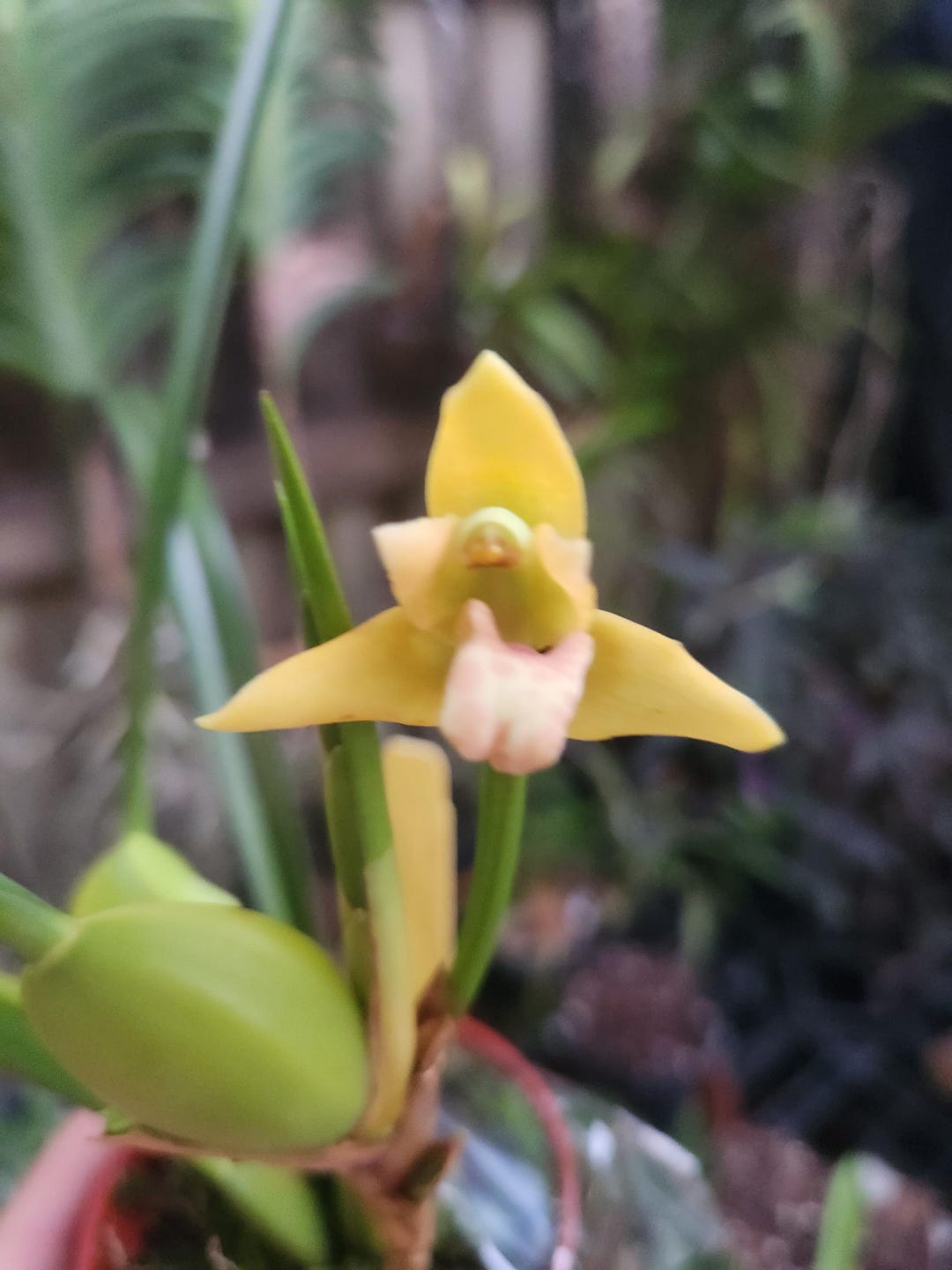Maxillaria Tenuifolia Wide Petal Yamada Yellow IN SPIKE Orchid Plant ...
