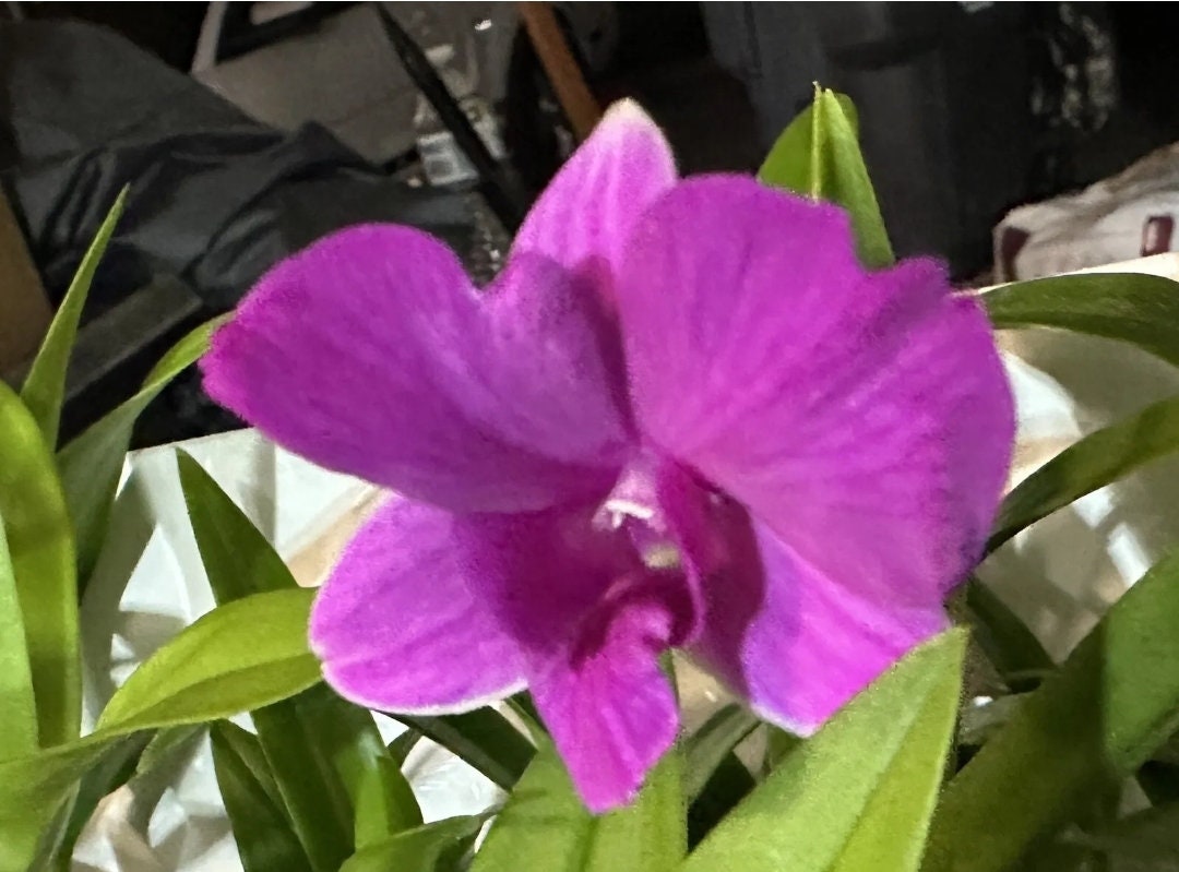 Dendrobium Venus Miniature Live Orchid Plant Blooming Size - Etsy