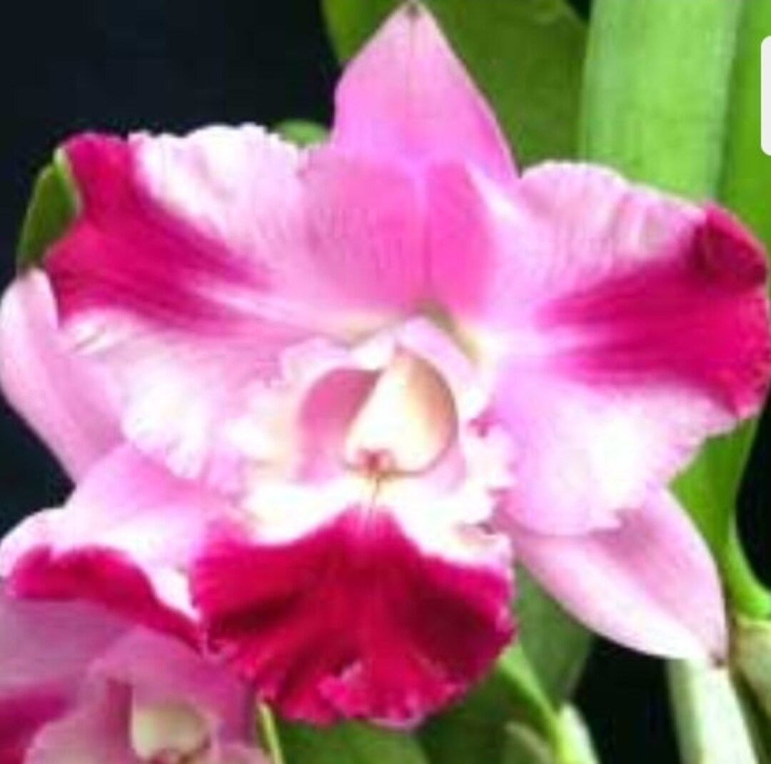 Blc. Toshie Aoki 'starburst' Live Orchid Plant Cattleya Hybrid - Etsy