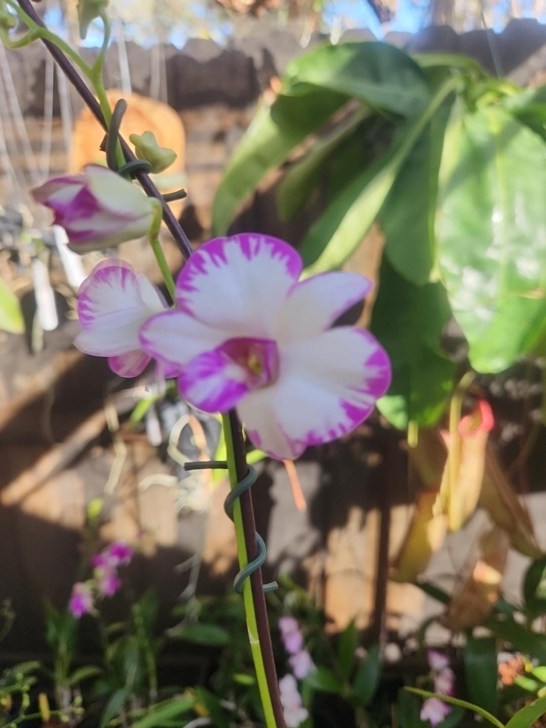 In Spike Dendrobium Enobi Splash Pink Blooming Orchid Plant - Etsy