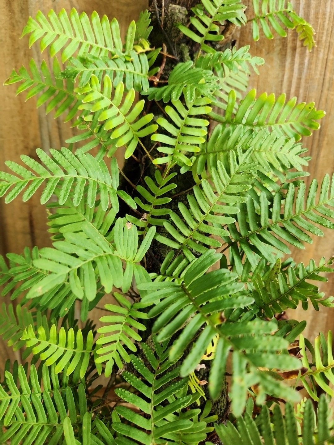 Huge Clump of Florida Native Resurrection Ferns on Wood Piece Over 50 ...
