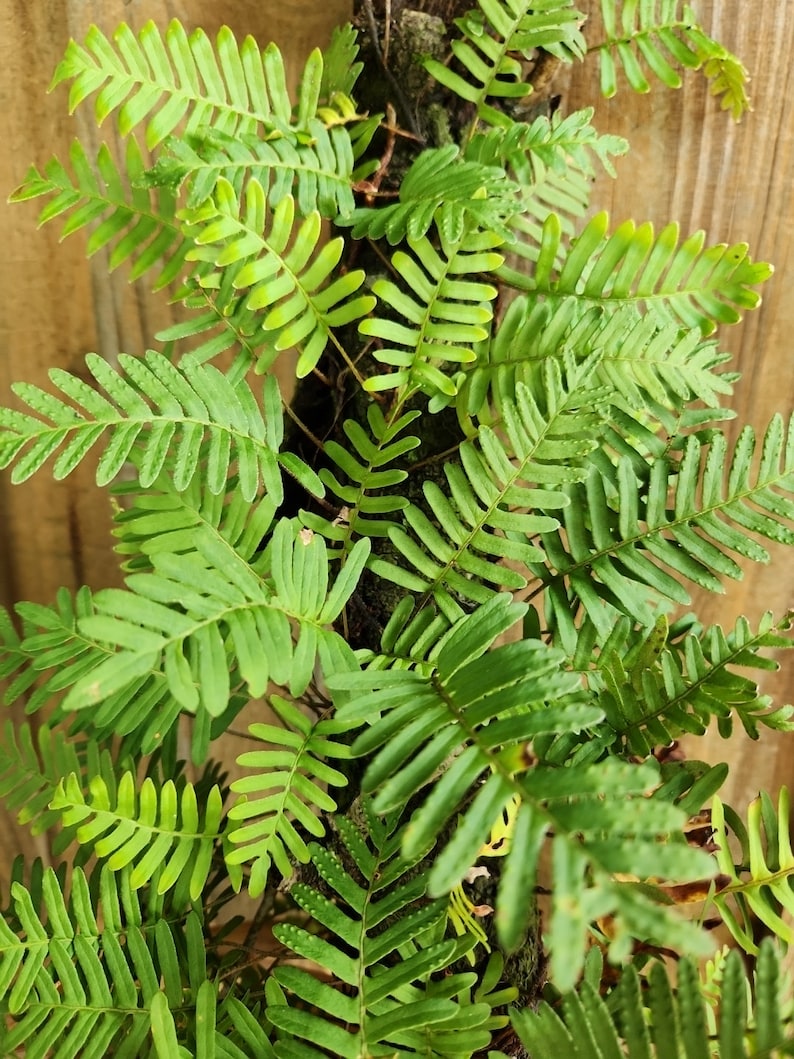 Huge Clump of Florida Native Resurrection Ferns on Wood Piece Over 50 ...