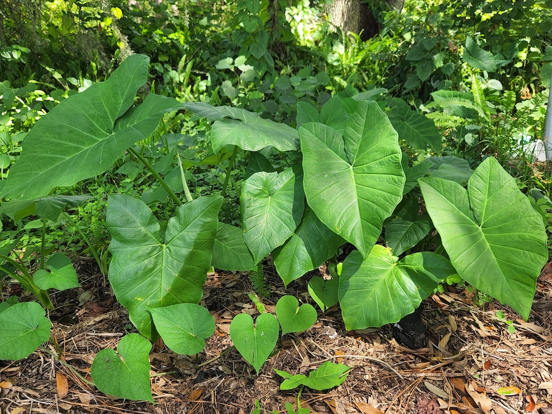 Bulk Elephant Ears Live Florida Native Small to Large Bulbs Plants - Etsy