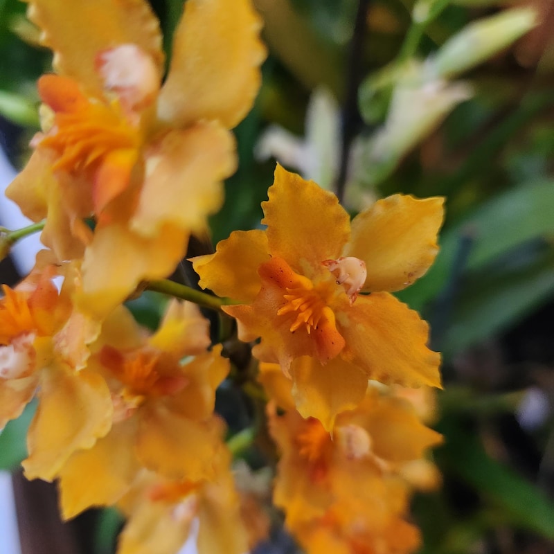 Oncidium Orchid - Etsy