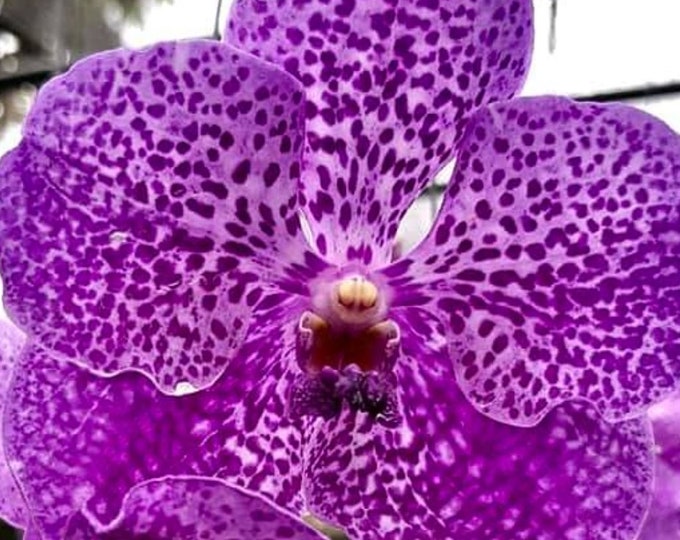 Vanda ( Oum Agsorn X Manuvadee) Live Orchid Hanging Plant 4in Pot - Etsy