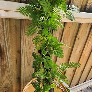 Huge Clump of Florida Native Resurrection Ferns on Wood Piece Over 50 ...