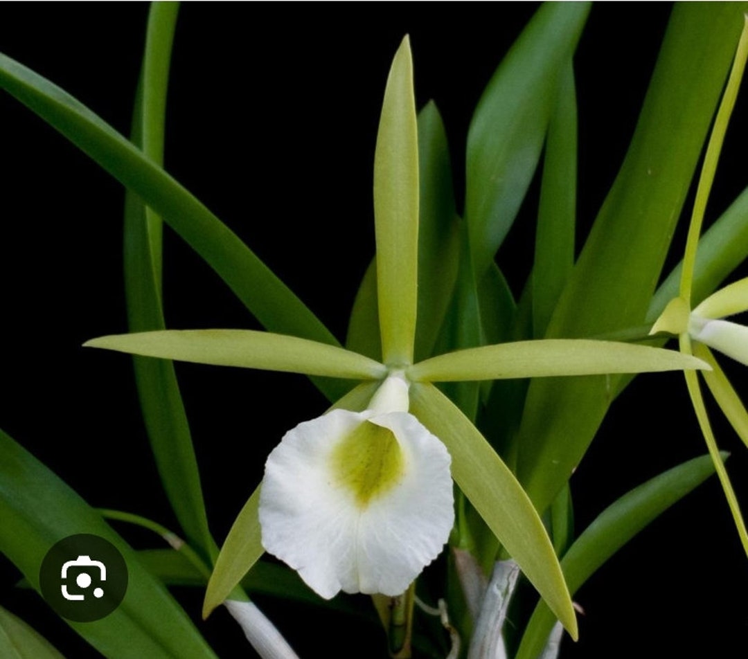 Procatavola Key Lime Stars Nodosa Hybrid Live Blooming Size Orchid 2.5 ...