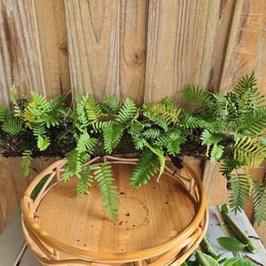 Huge Clump of Florida Native Resurrection Ferns on Wood Piece Over 50 ...
