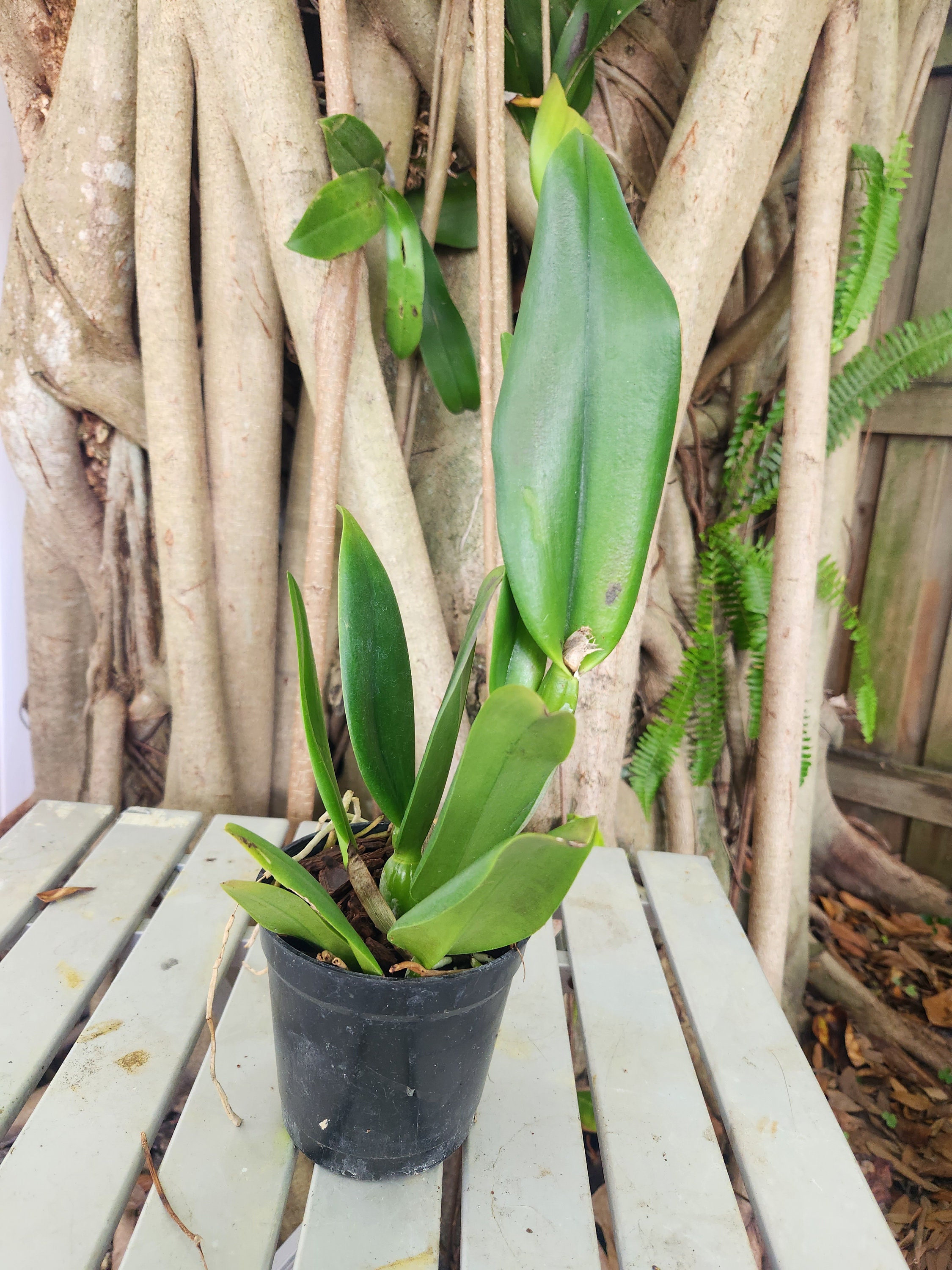 Potinara Chomtong Fancy X Blc. Norman's Bay Orchid Seedling Flask Bulk ...