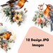Robin Clipart Watercolor Clipart Jpgs Set of 12 Digital Download ...