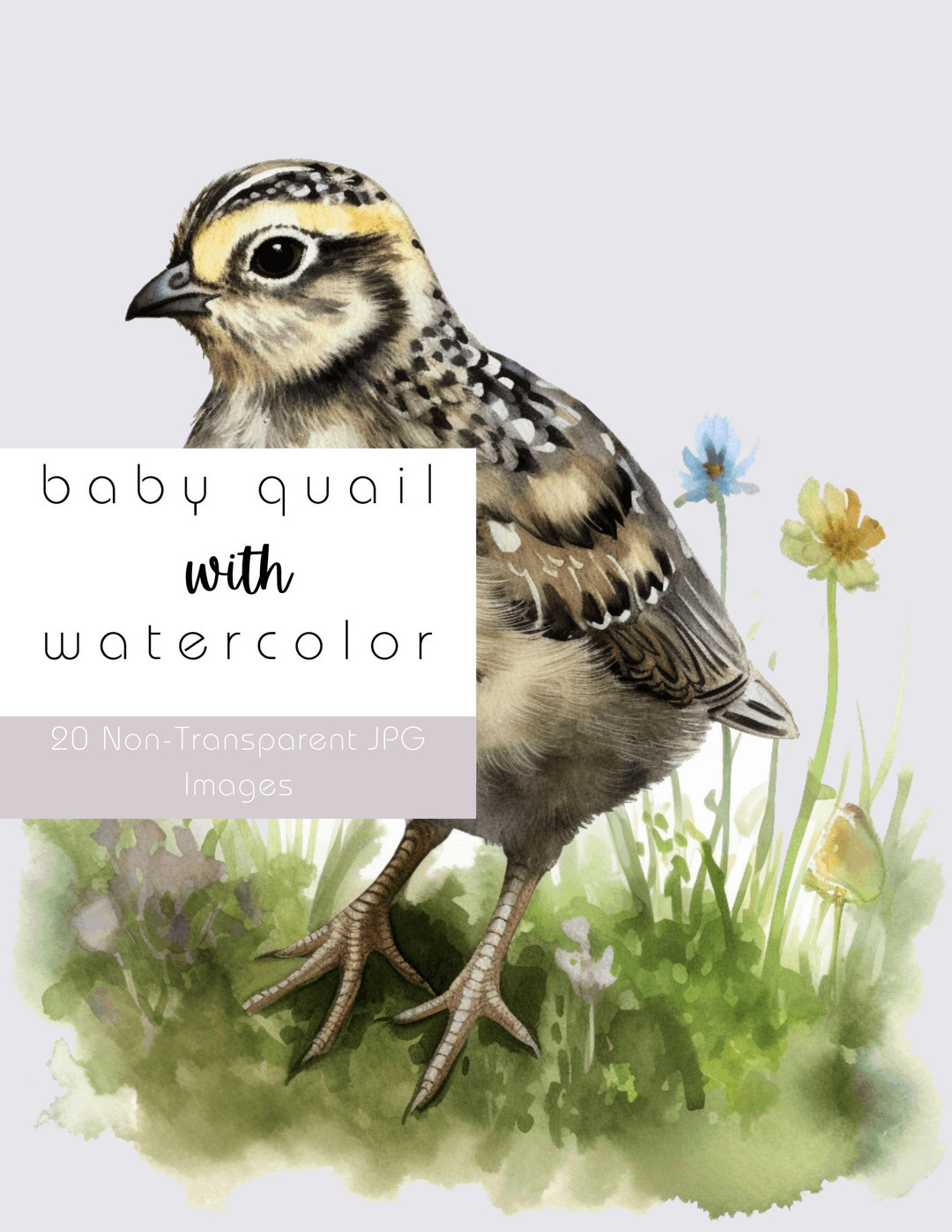 Baby Quail Clipart, 20 Non-transparent JPG Images, Baby Quail, Decor ...