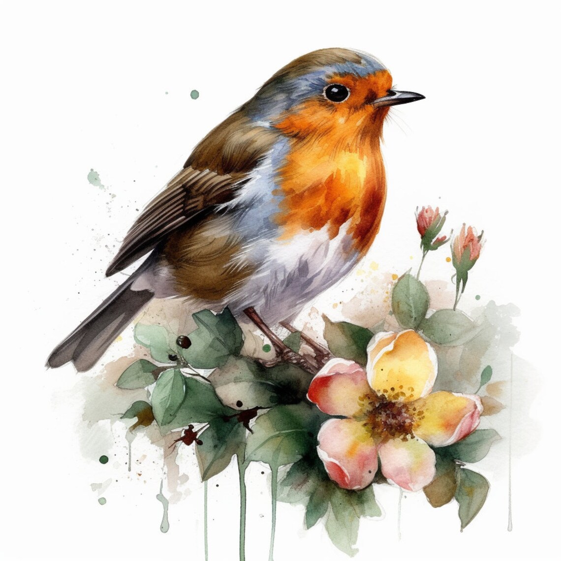 Robin Clipart Watercolor Clipart Jpgs Set of 12 Digital Download ...