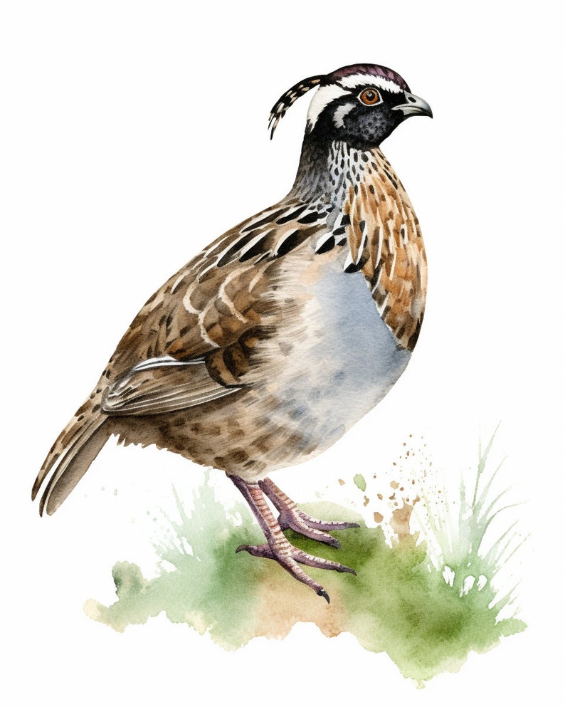 Quail Clipart, 4 Transparent PNG Images, Quail Watercolor Clipart, Cute ...