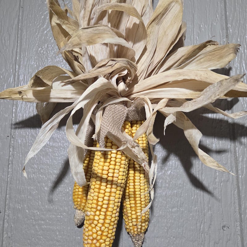Corn Stalks - Etsy