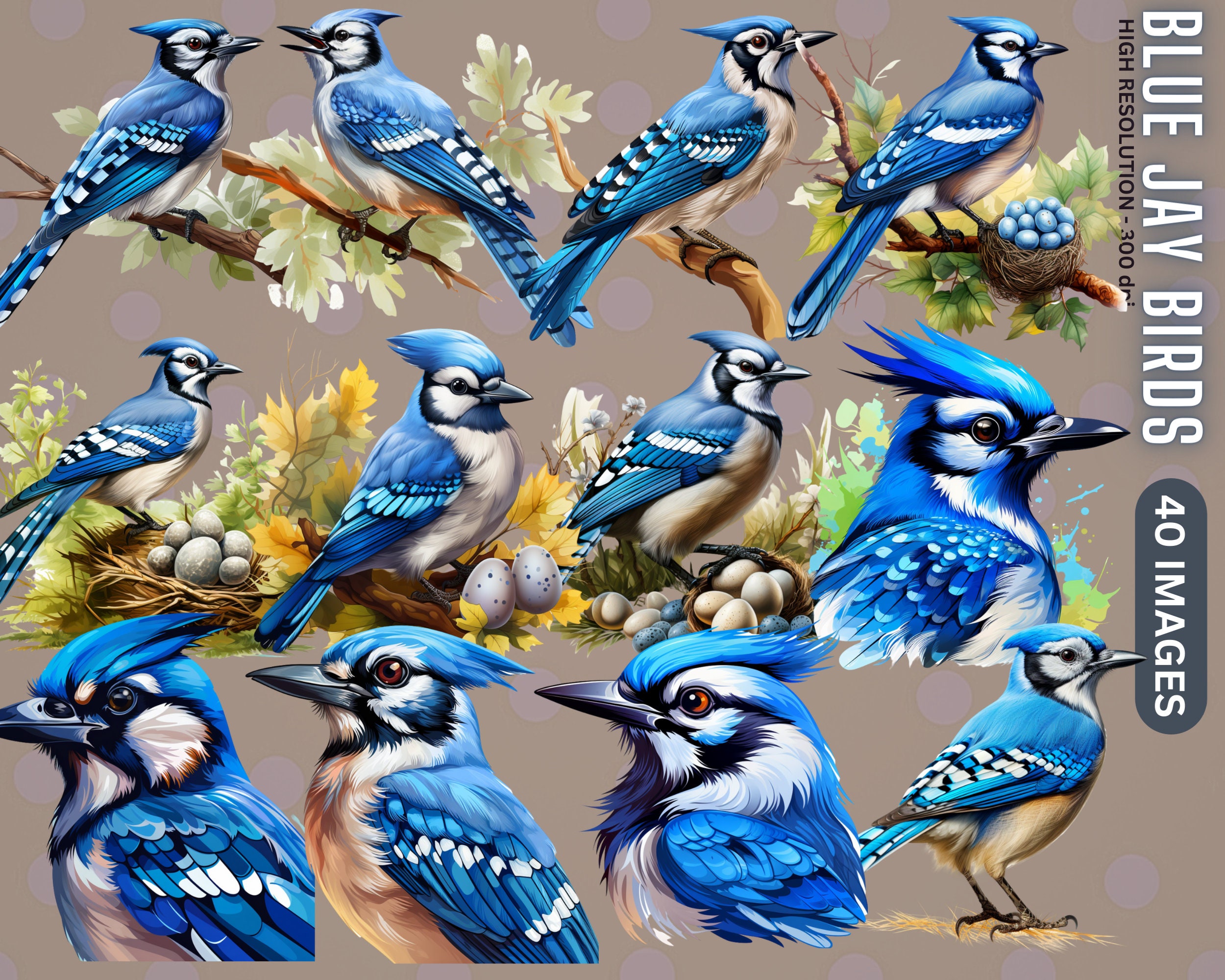 Blue Jay Bird Clipart Watercolor Blue Jay Birds Clip Art, Bird Nests ...