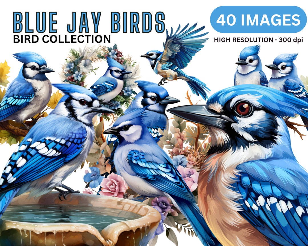 Blue Jay Bird Clipart - Watercolor Blue Jay Birds Clip Art, Bird Nests ...