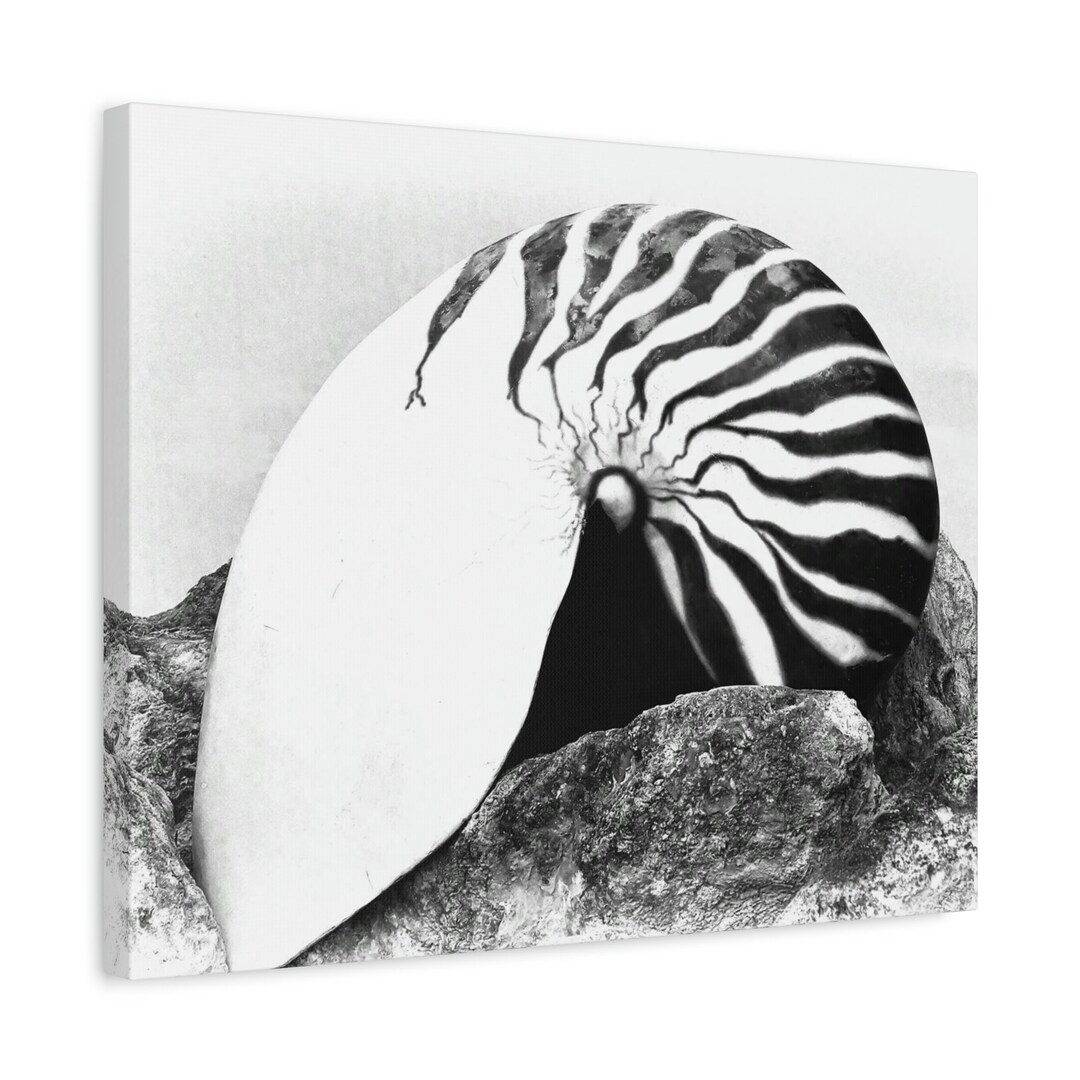 Seashell Wall Art, Sea Shell Canvas Print, Home Decor and Gifts ...