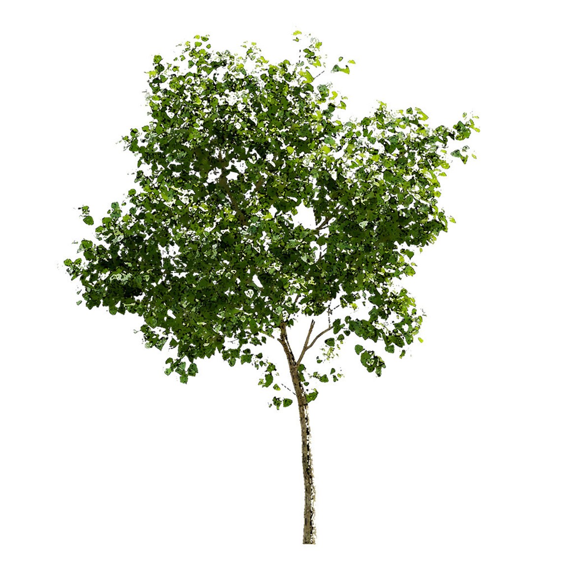 High Quality Watercolour Tree PNG Pack - Etsy