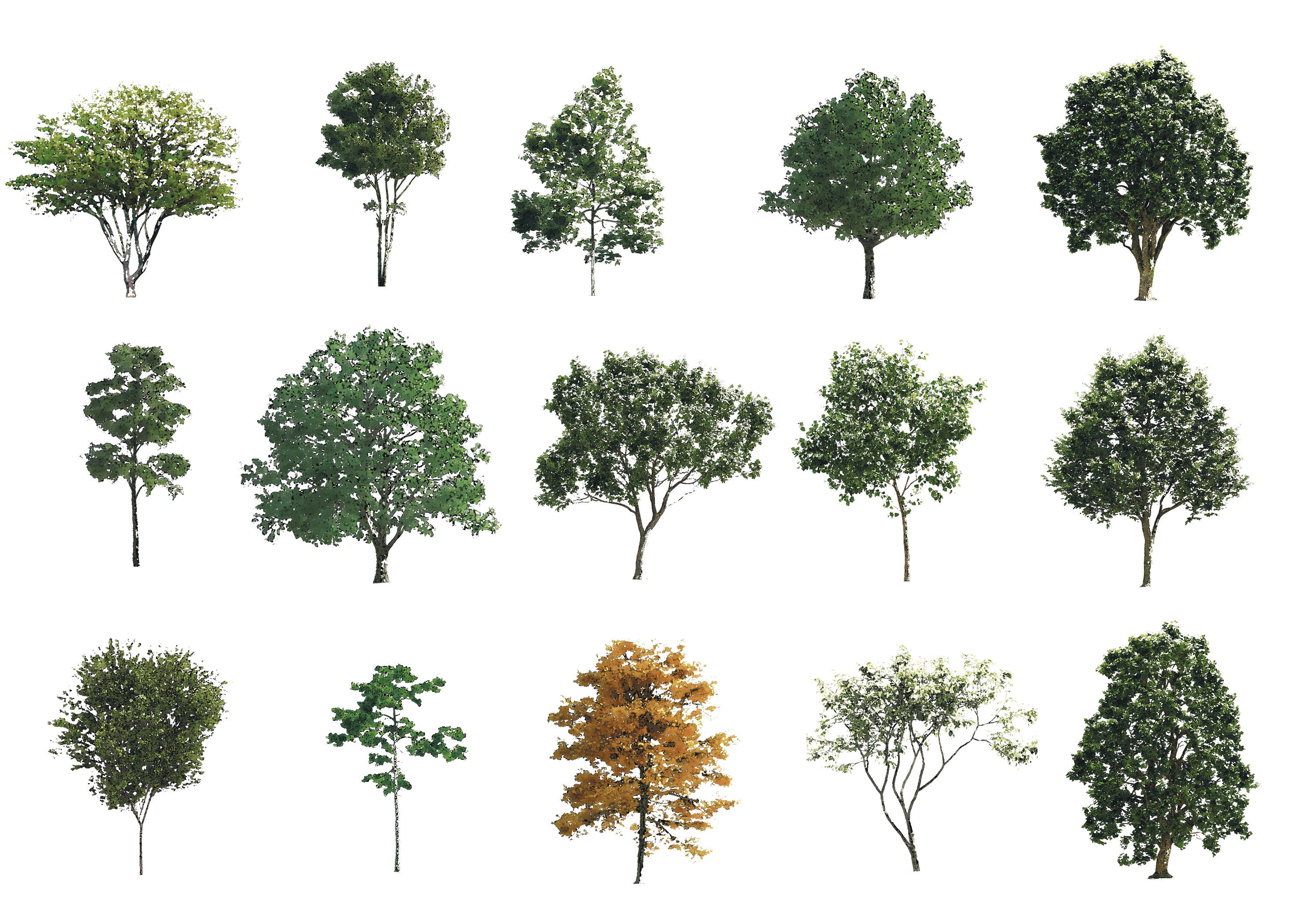 High Quality Watercolour Tree PNG Pack - Etsy