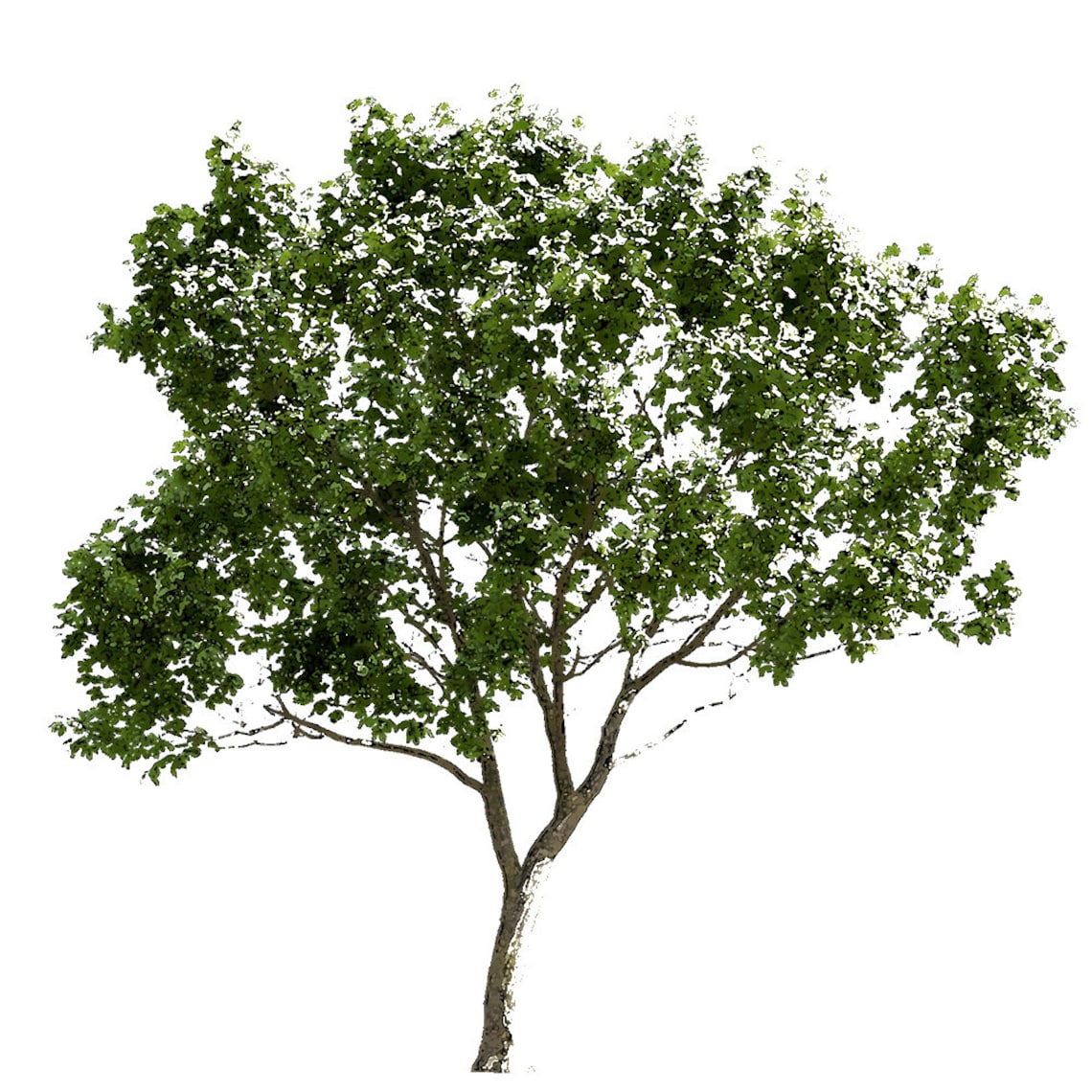 High Quality Watercolour Tree PNG Pack - Etsy