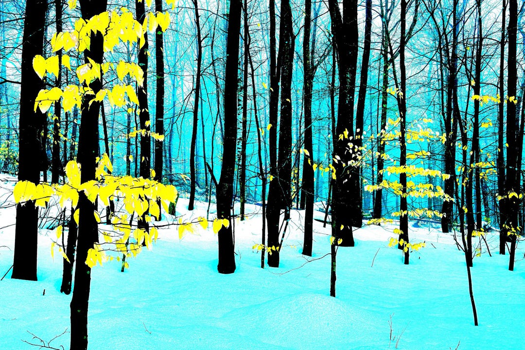 Nature Photography, Wall Art Photography Color Pop Abstract Interior ...