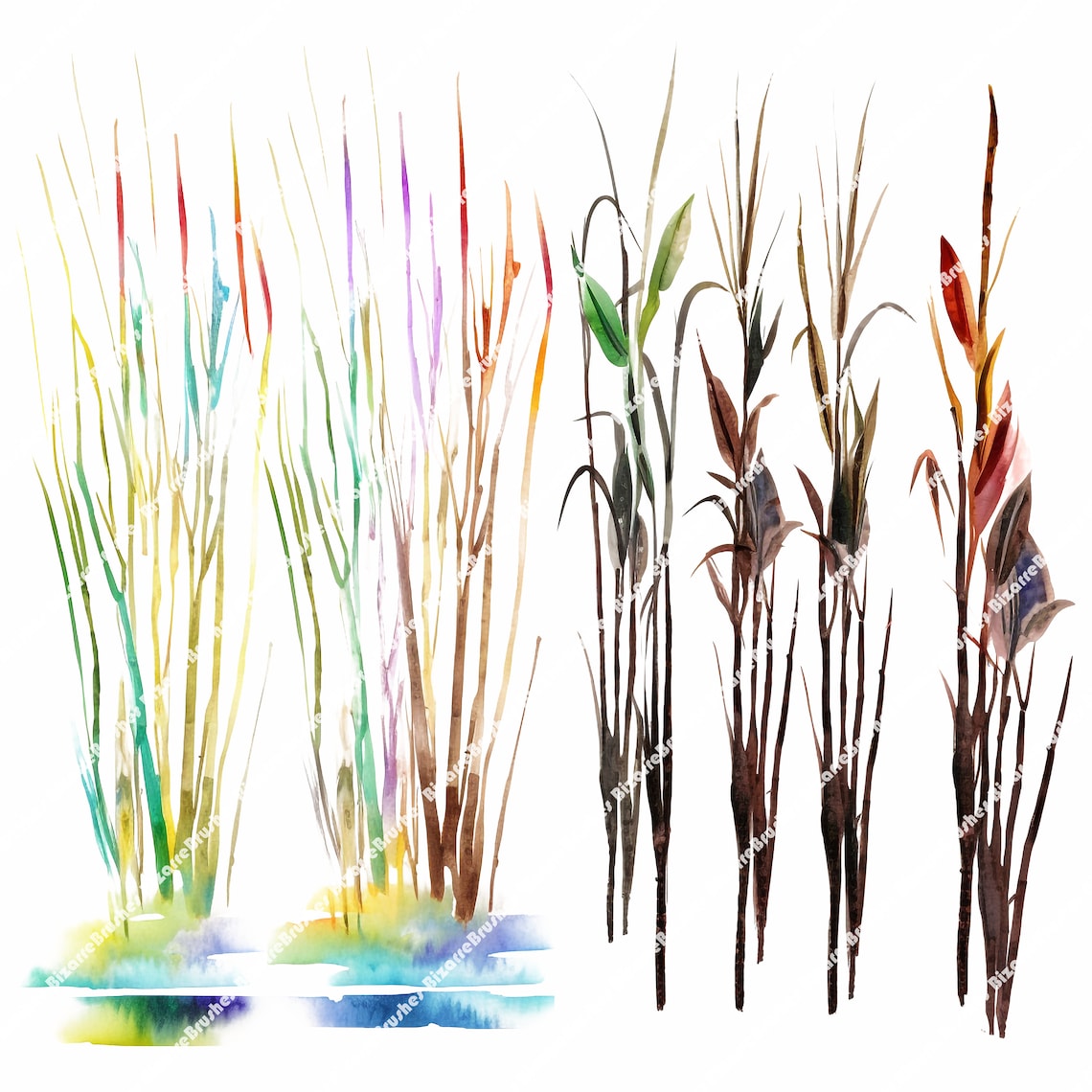 Reeds and Grass Watercolor PNG Clipart Bundle Featuring Blades of Grass ...