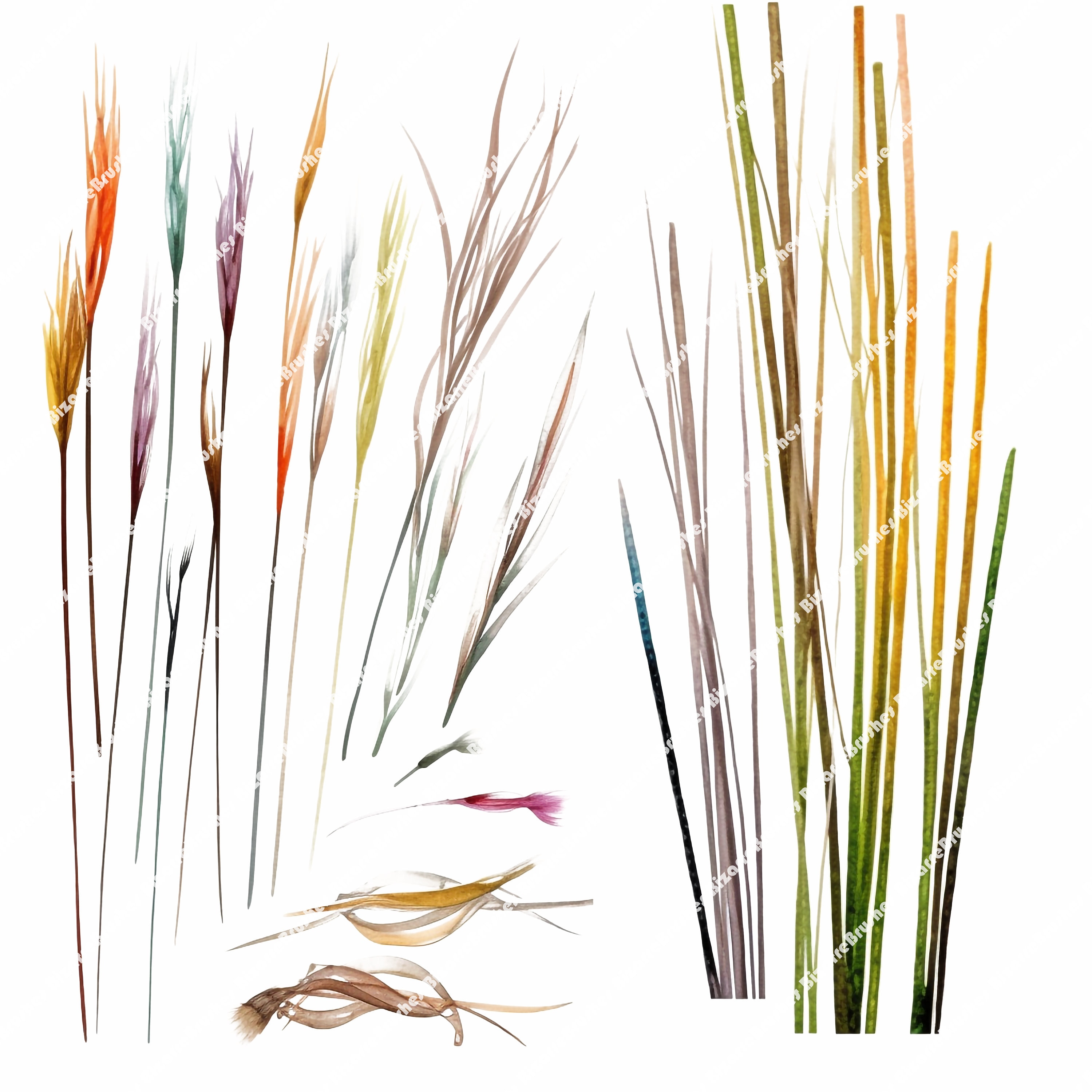 Reeds and Grass Watercolor PNG Clipart Bundle Featuring Blades of Grass ...