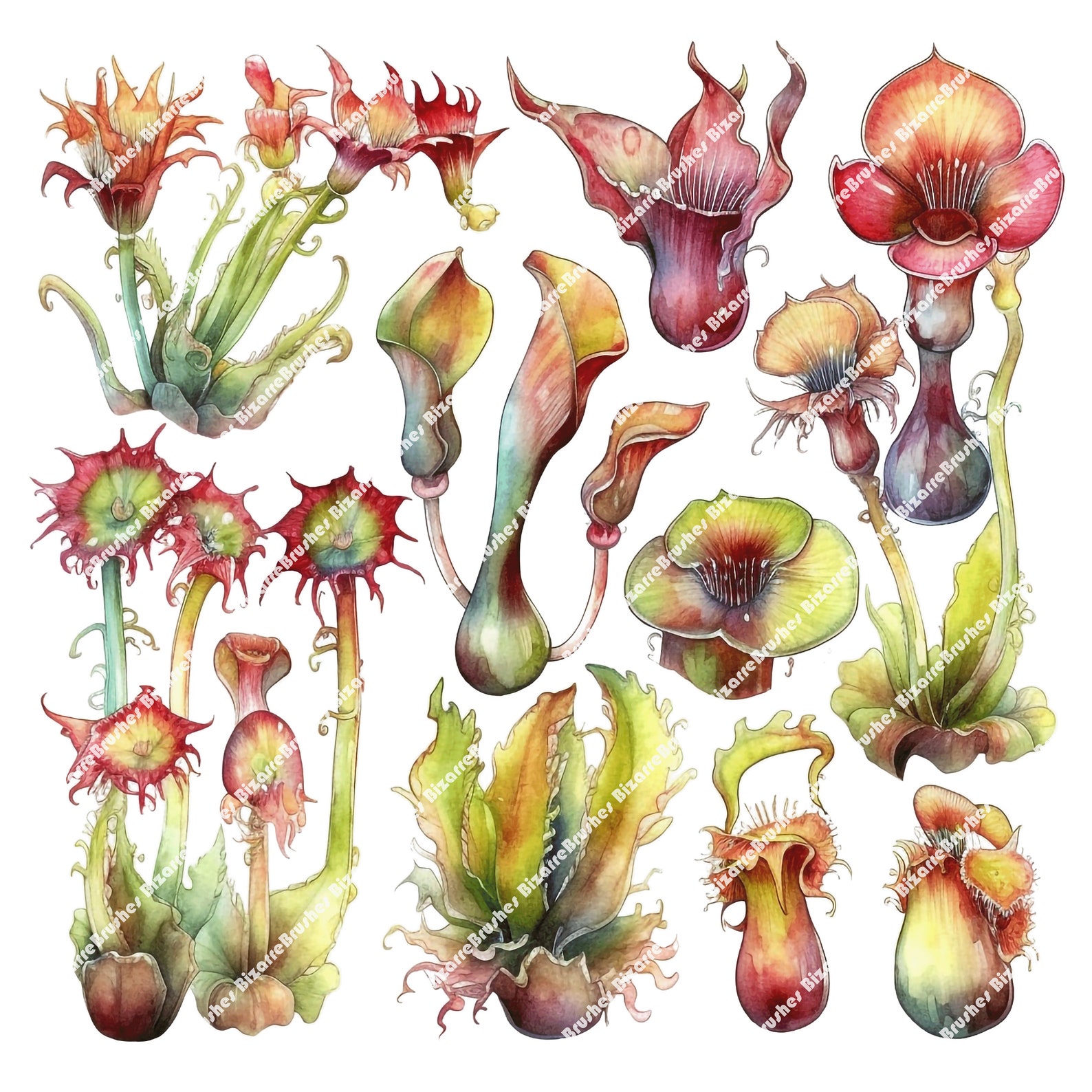 Carnivorous Plants Watercolor PNG Clipart Featuring Pitcher Plant ...