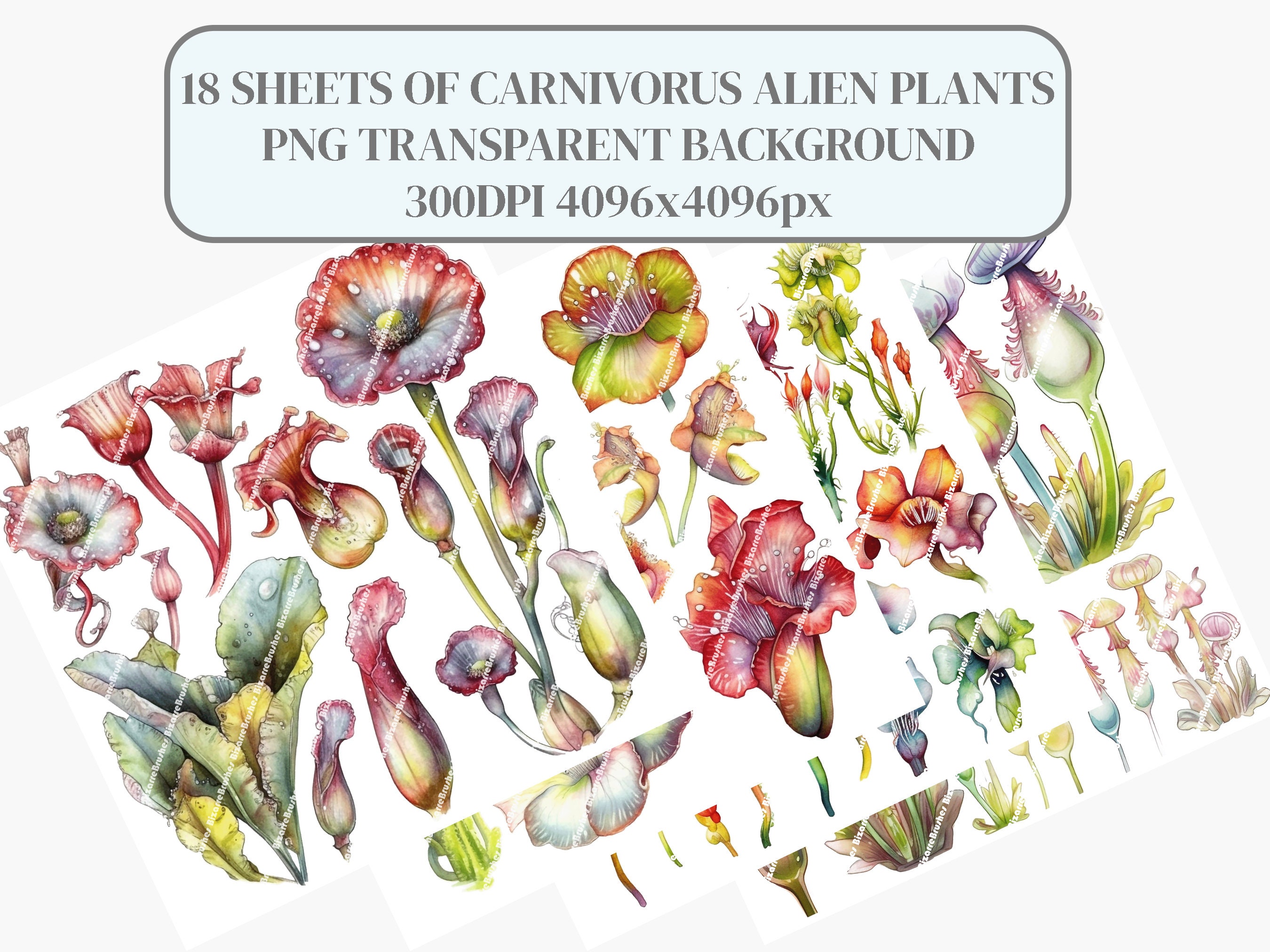 Carnivorous Plants Watercolor PNG Clipart Featuring Pitcher Plant ...