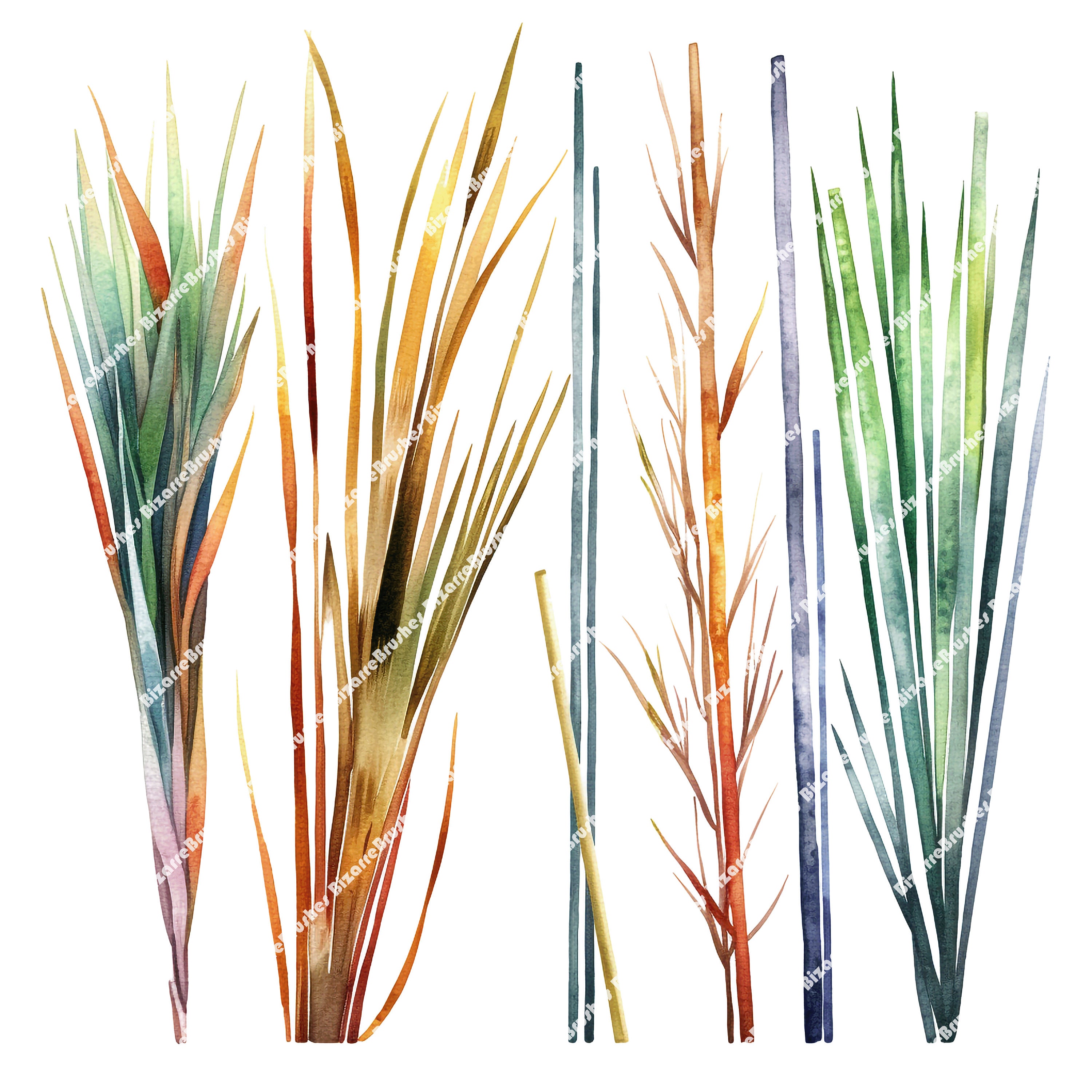 Reeds and Grass Watercolor PNG Clipart Bundle Featuring Blades of Grass ...