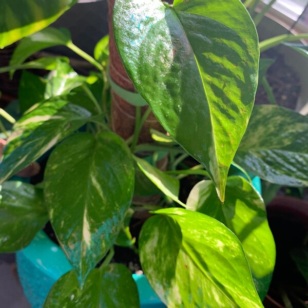 Golden Pothos - Etsy