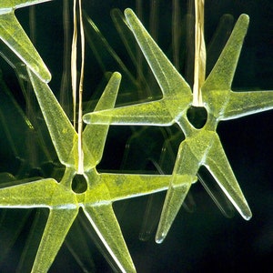 Stars From Fusing Glass, Glass Flowers, Window Decorations, Hanging ...