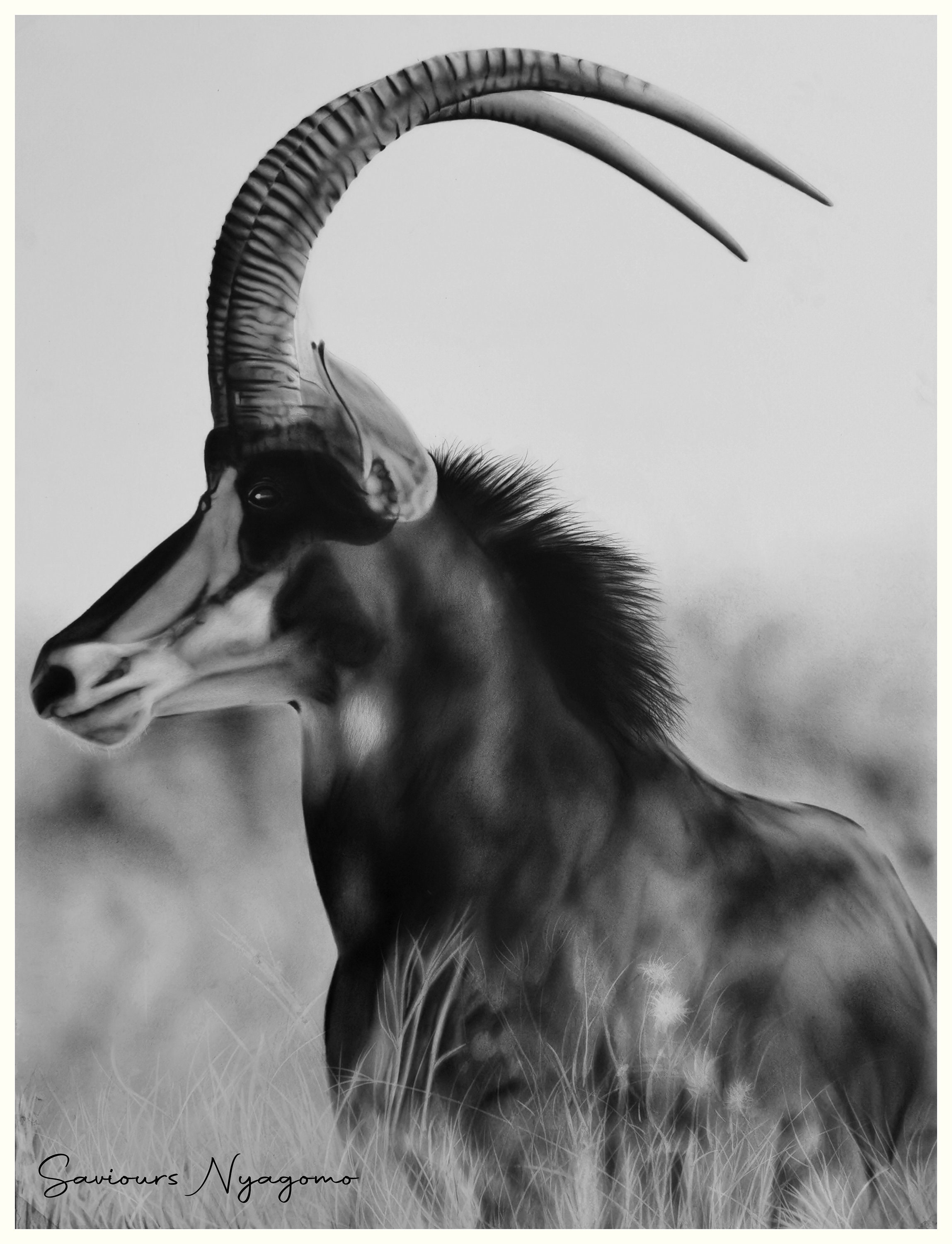 Sable Antelope Head