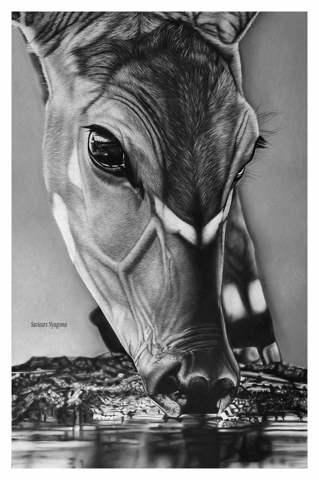 Kudu Face Close up Print - Etsy