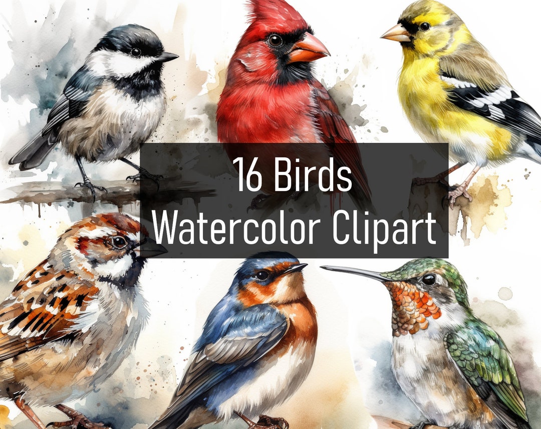 16 Colorful Watercolor Birds Illustrations Cliparts - Digital Download ...