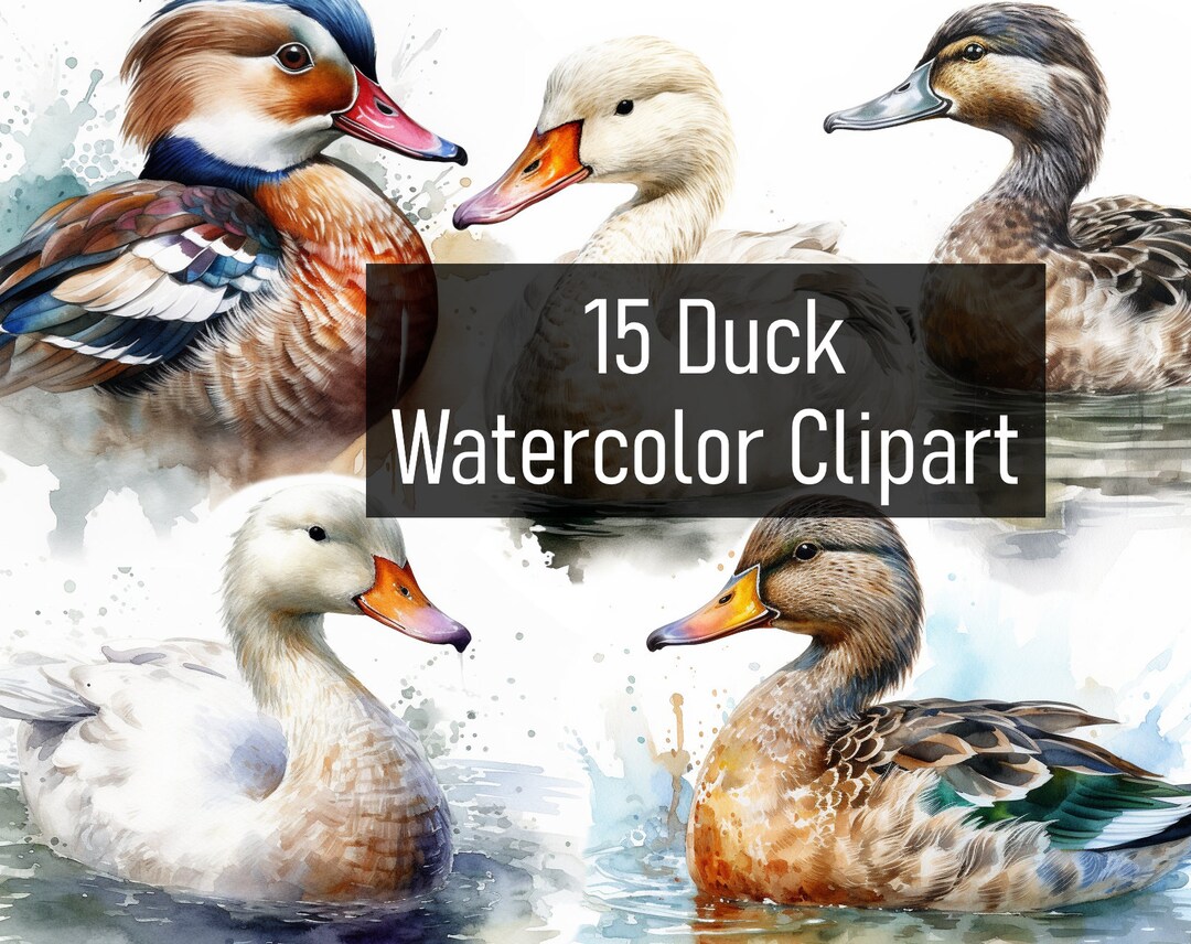 15 Watercolor Duck Illustration - Clipart - Digital Download ...