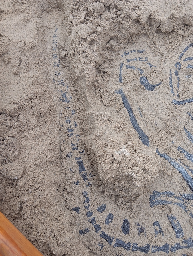 Sandbox Fossils Raptor - Etsy