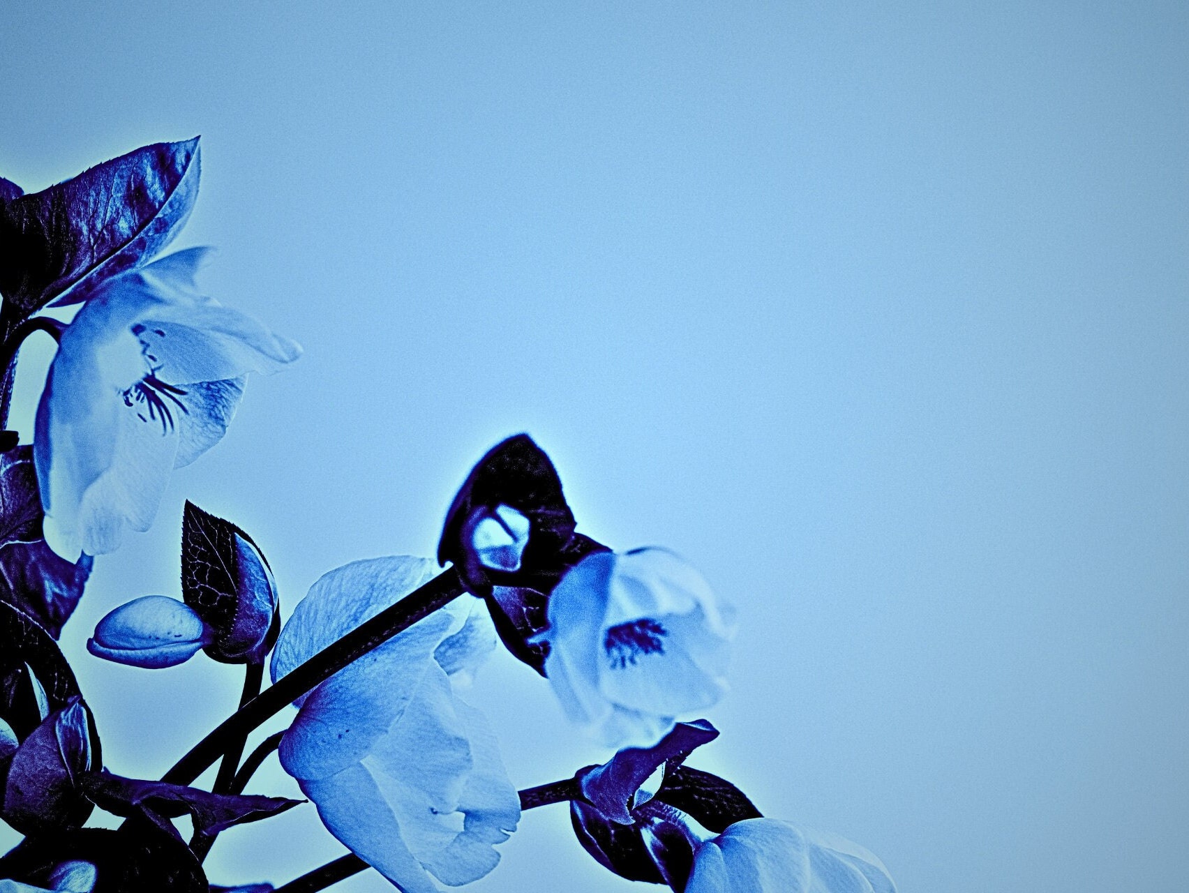 Downward Flower Instant Digital Download Png Pdf Print - Etsy