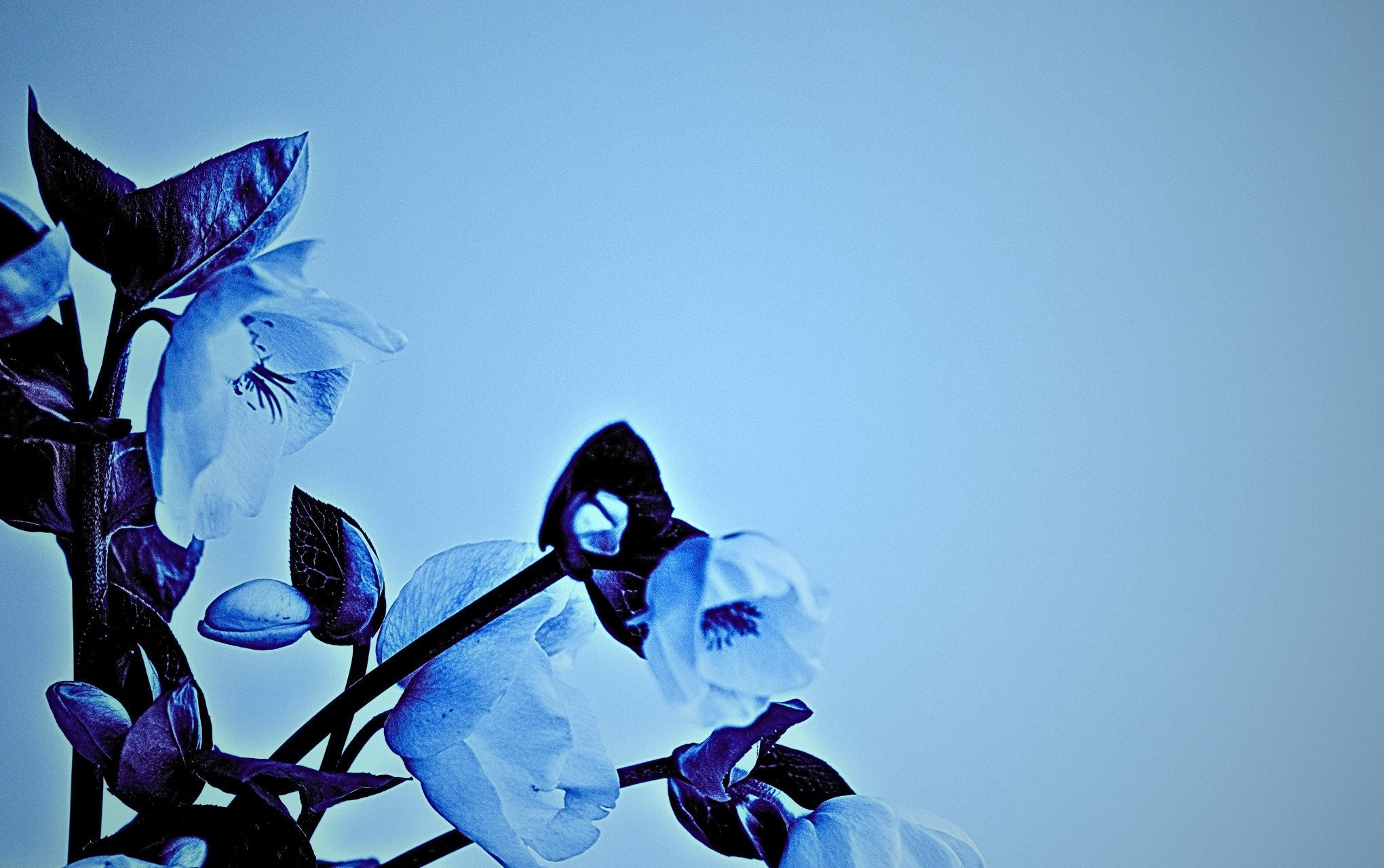 Downward Flower Instant Digital Download Png Pdf Print - Etsy