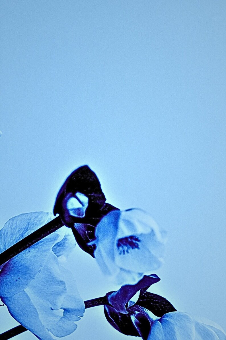 Downward Flower Instant Digital Download Png Pdf Print - Etsy