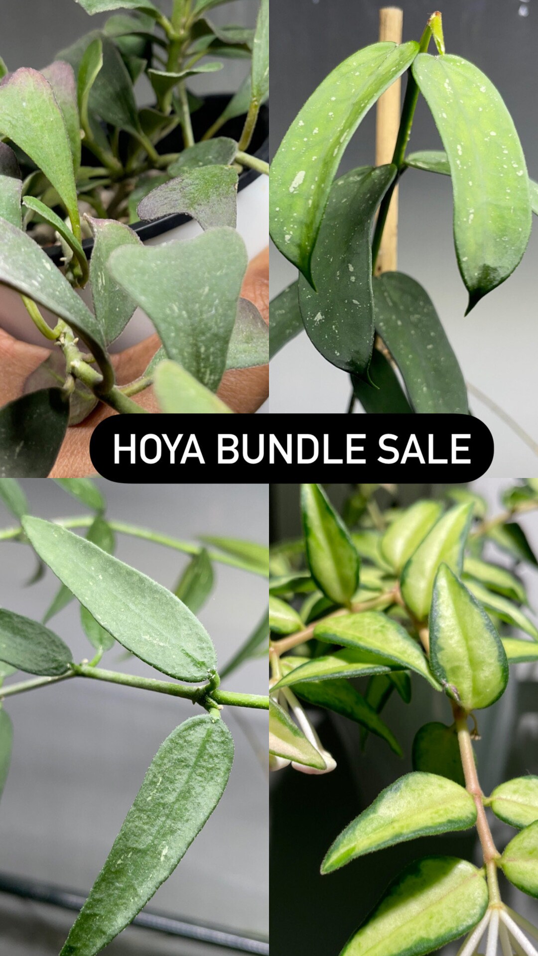 Hoya Unrooted Rare Cutting Bundle - Etsy