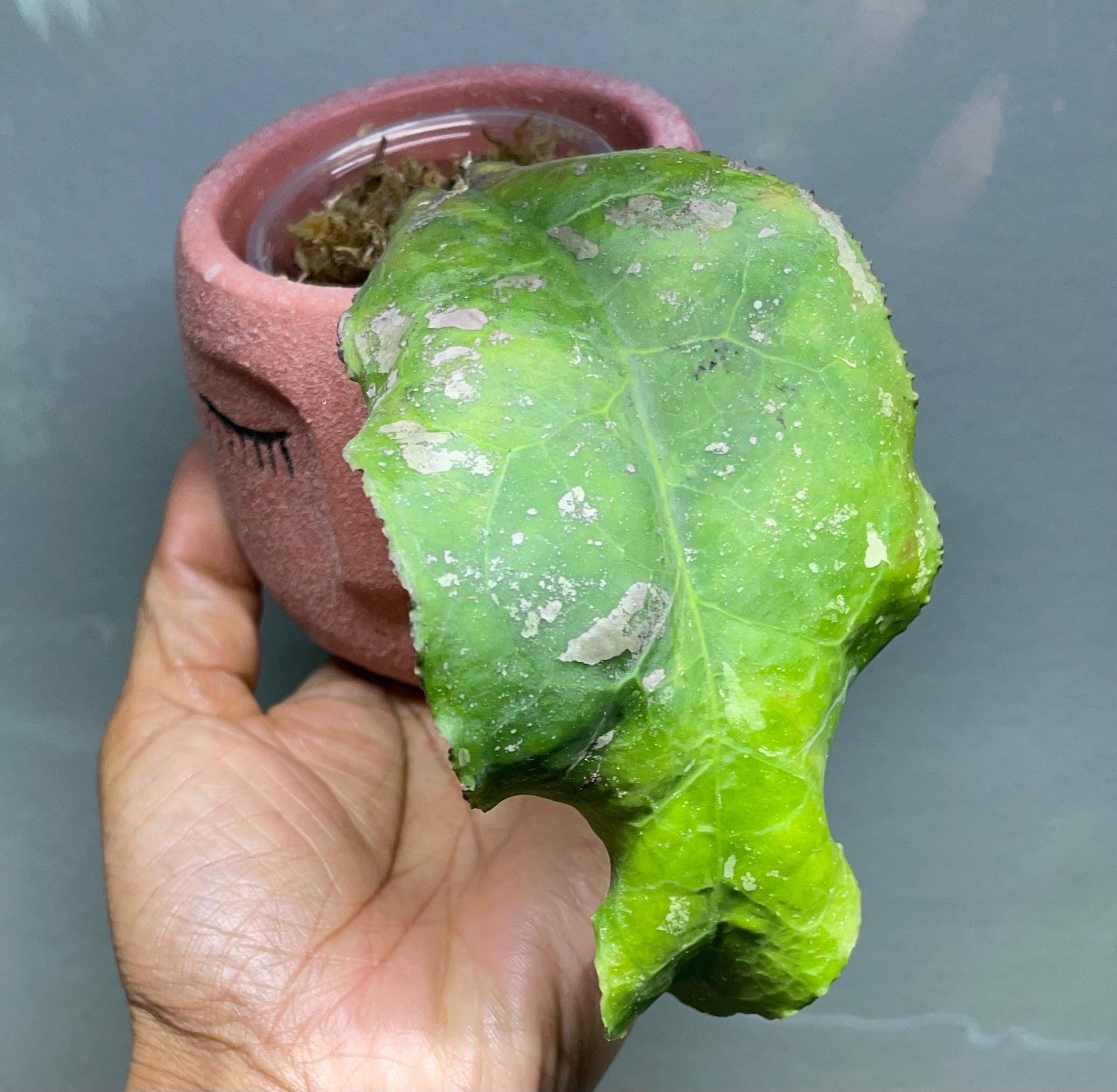 Hoya Undulata - Etsy