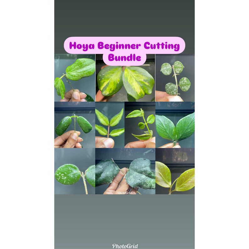 Hoya Beginner Cutting Bundle - Etsy